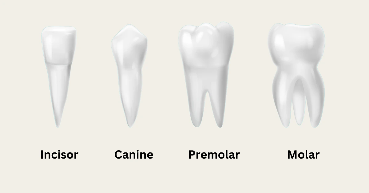 Types of Teeth: Understanding Their Functions and Importance